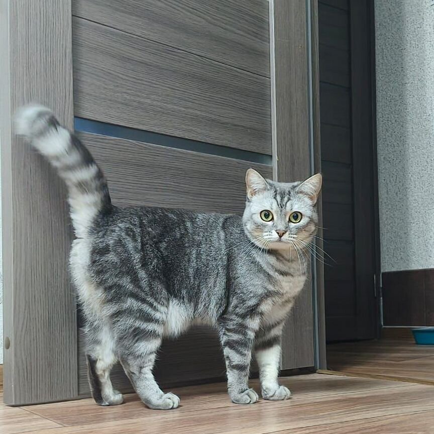 Сибирская кошка, взрослая