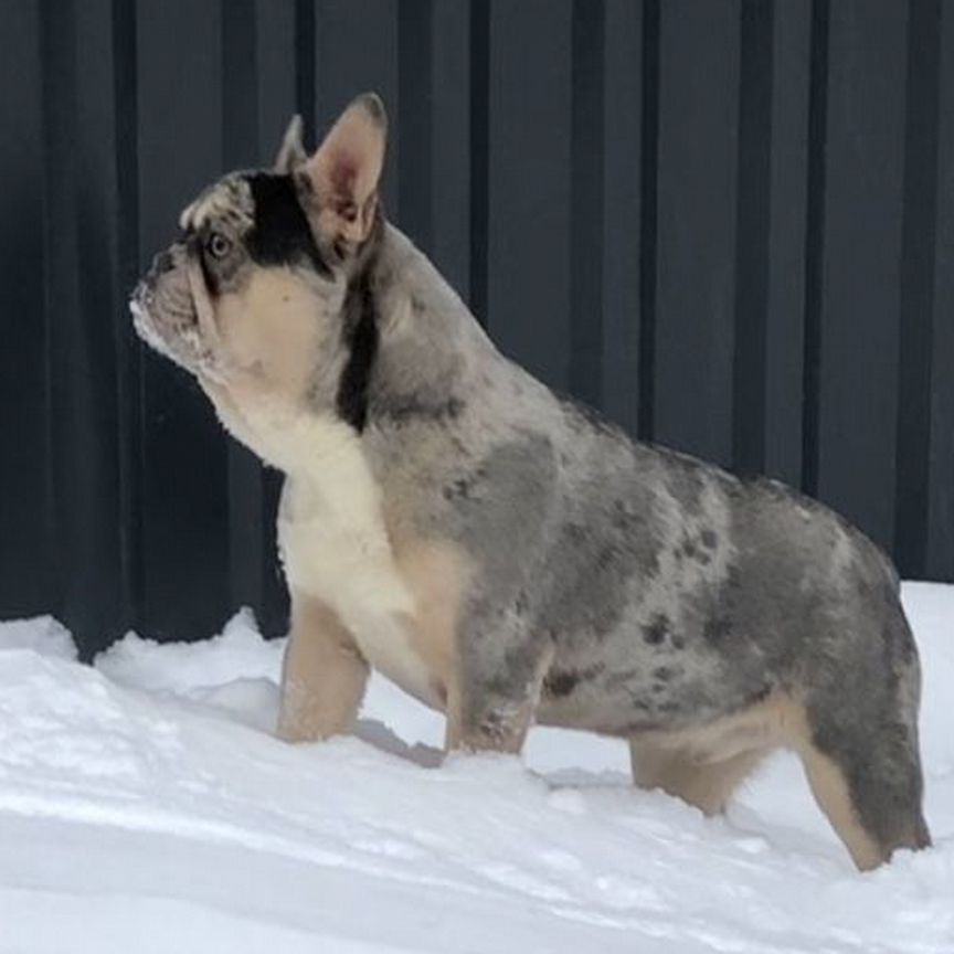 Французский бульдог, щенок