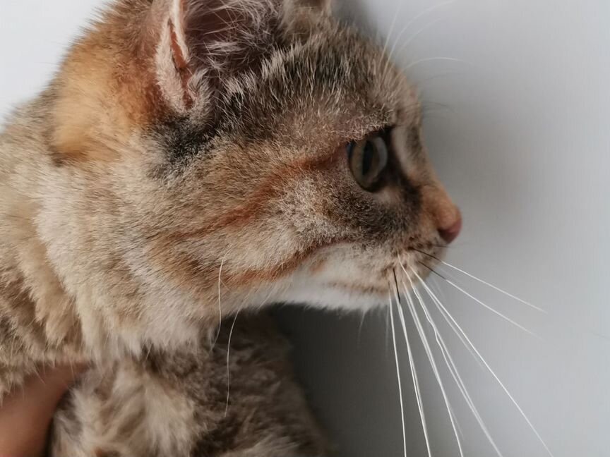 Котенок