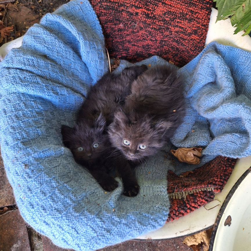 Котятам нужен дом