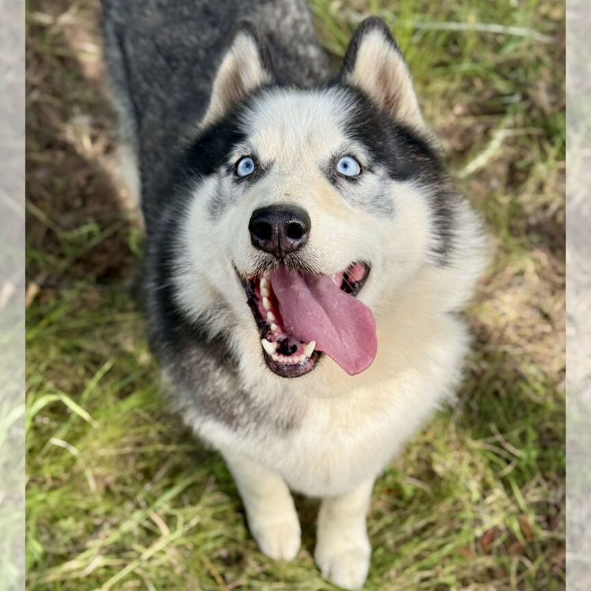 Сибирский хаски, взрослый пёс