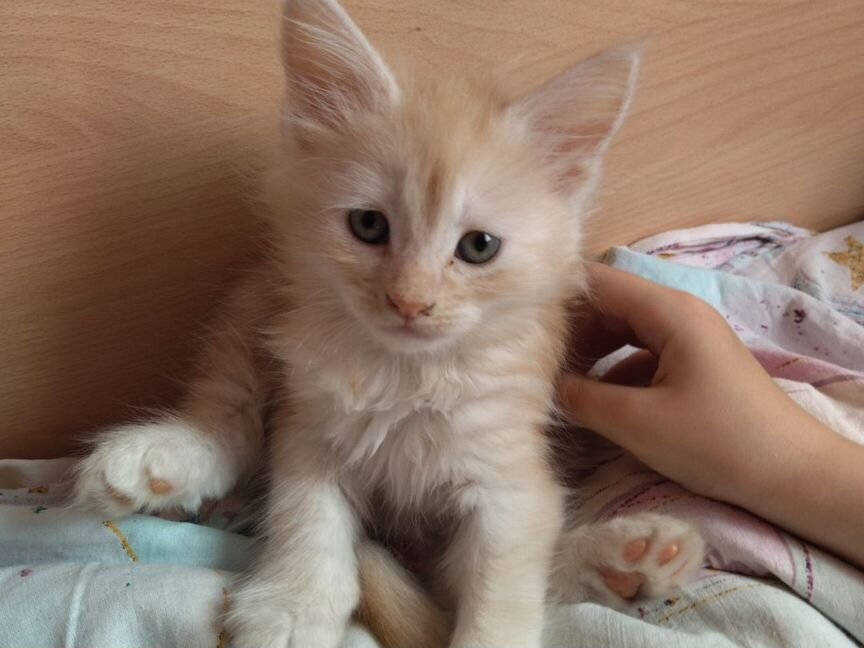 Мейн-кун девочка