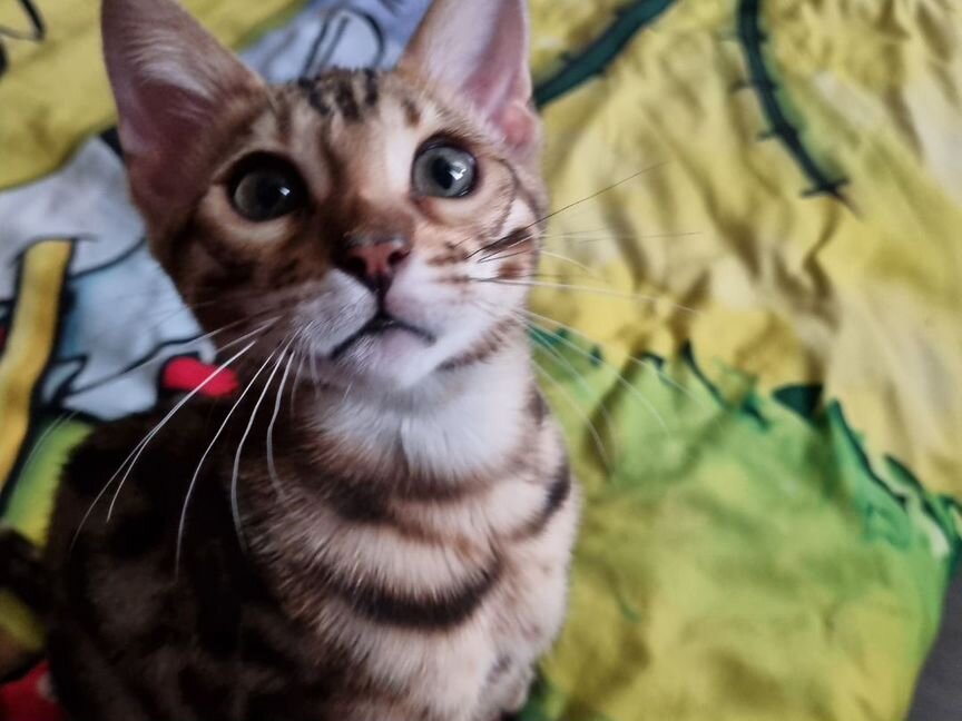 Котенок бенгал 5 месяцев с документами