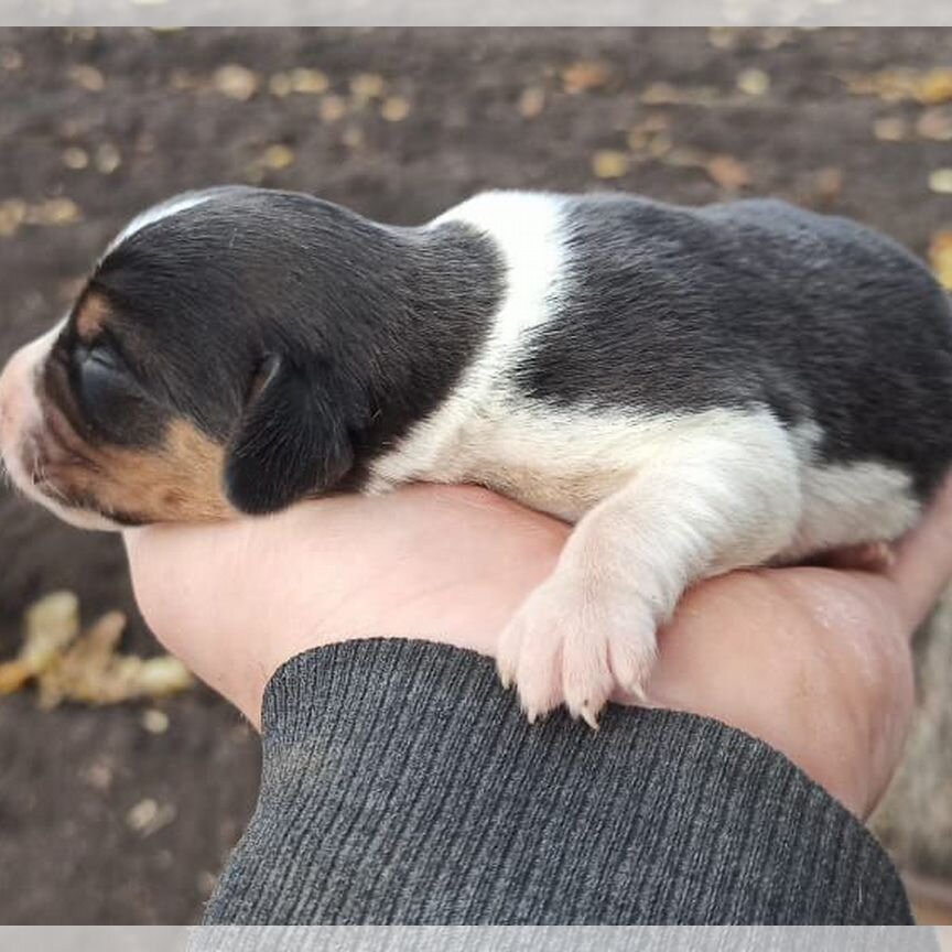 Эстонская гончая щенки