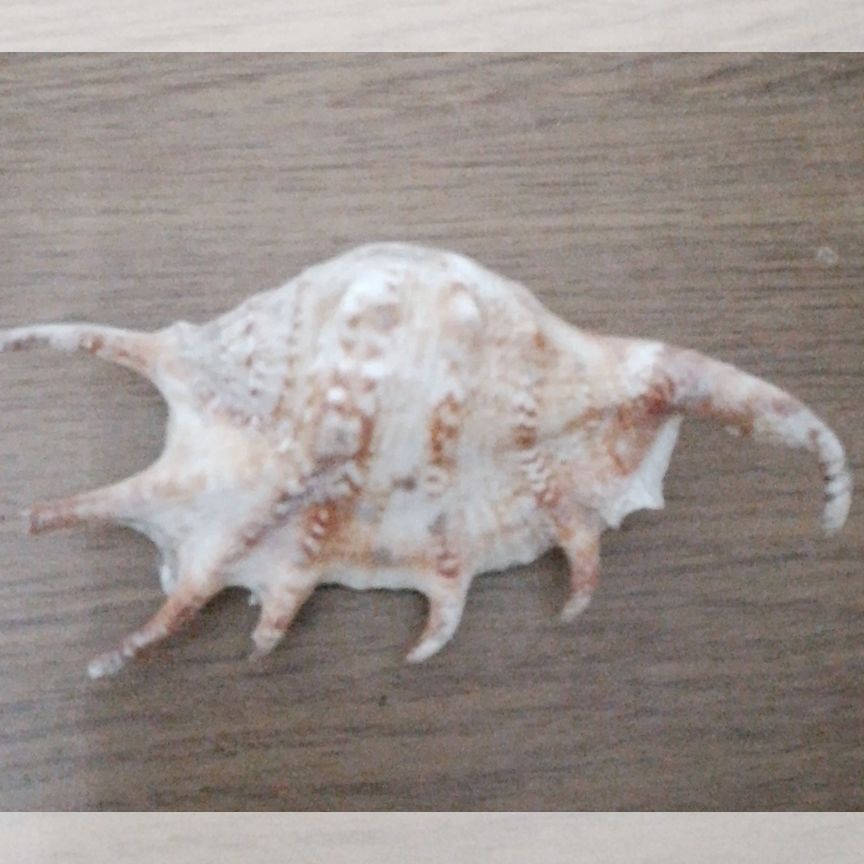 Раковина моллюска