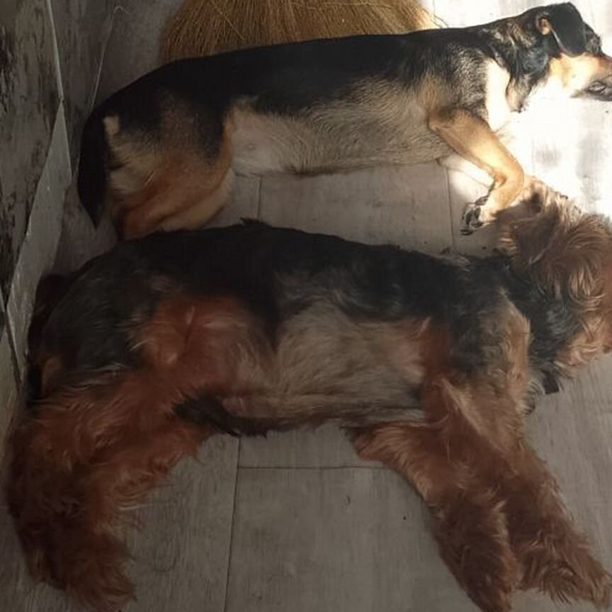 Йоркширский терьер, щенок