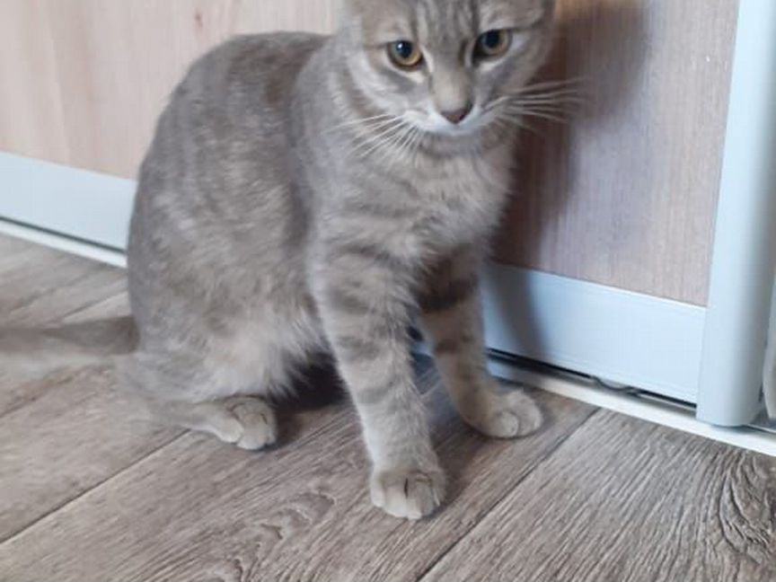 Котёнок Виола