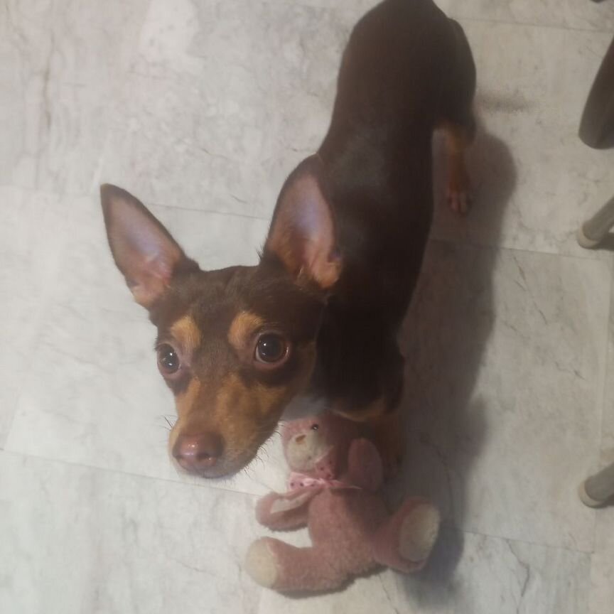 Английский той-терьер, взрослая собака