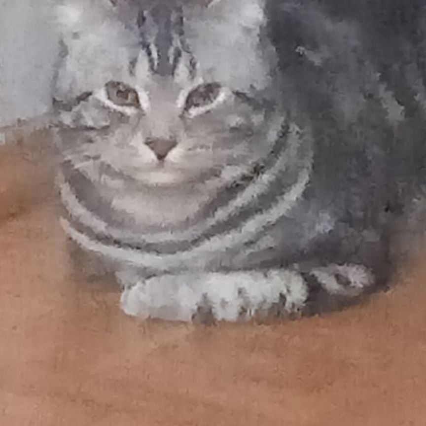 Британский кот на вязку Казань