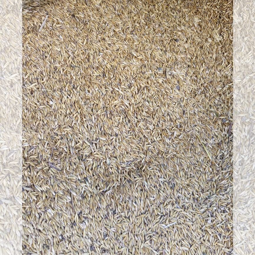 Продам зерно, овёс ячмень