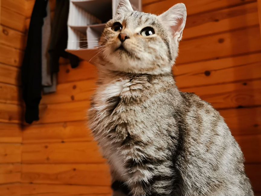 Ласковый серый котенок, мальчик