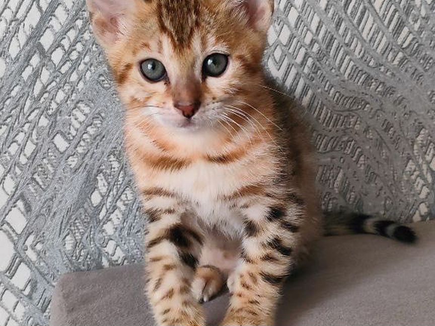 Бенгальские котята