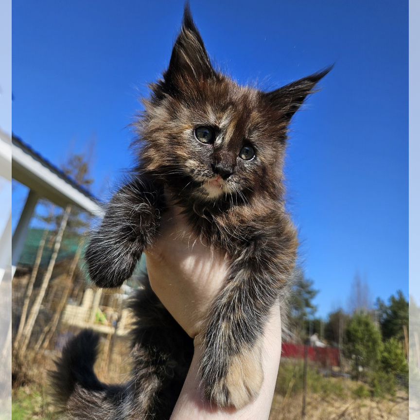 Мейн-кун котёнок