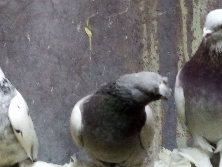 Голуби узбекские