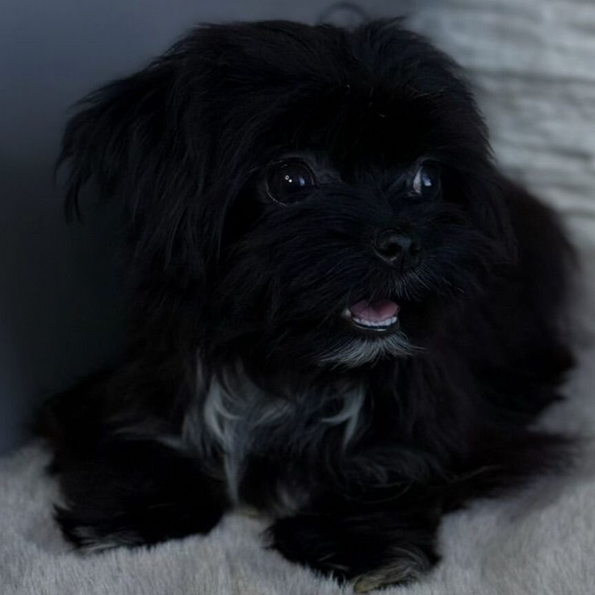 Мальтипу, щенок