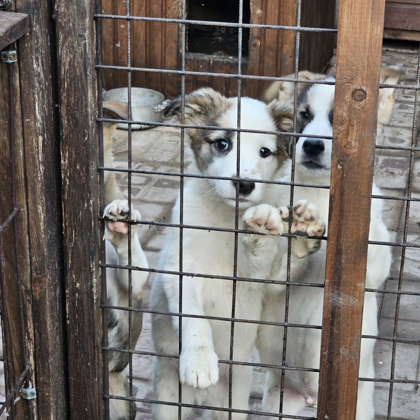 Щенки 3 мес мальчики и девочка Привиты Доставка