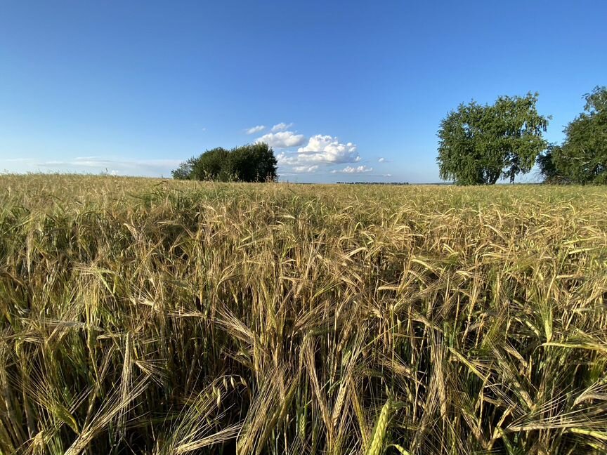 Зерно ячмень,дробленка