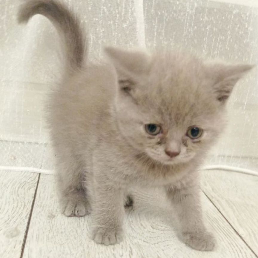 Шотландская прямоухая