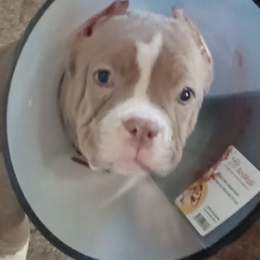 Американский булли покет