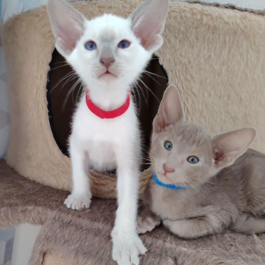 Ориентальный котёнок