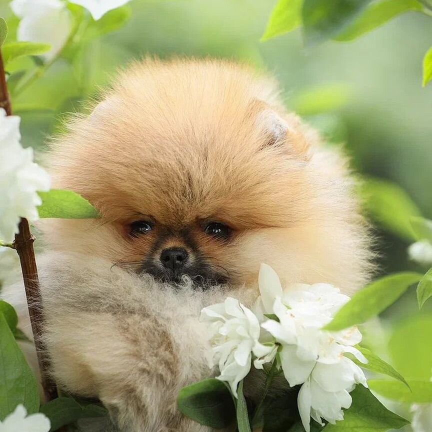 Померанский шпиц девочка