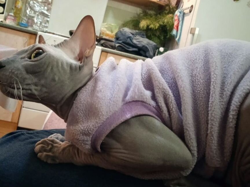 Кот Канадский сфинкс 1,5 года