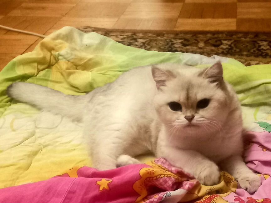 Британская серебристая шиншилла