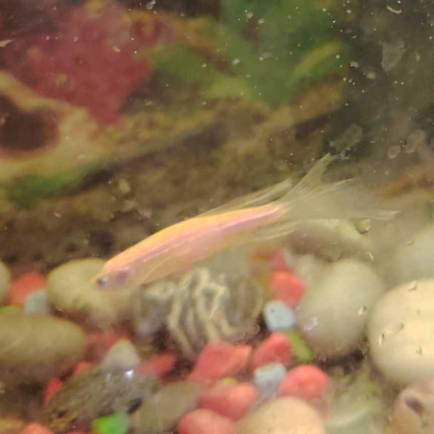 Данио вуалехвостая