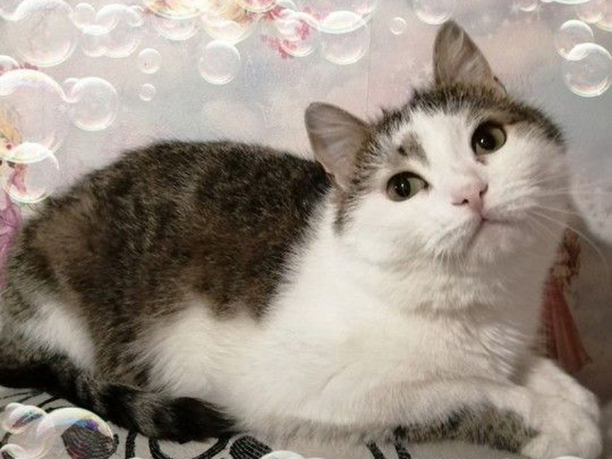 Кошка ищет дом