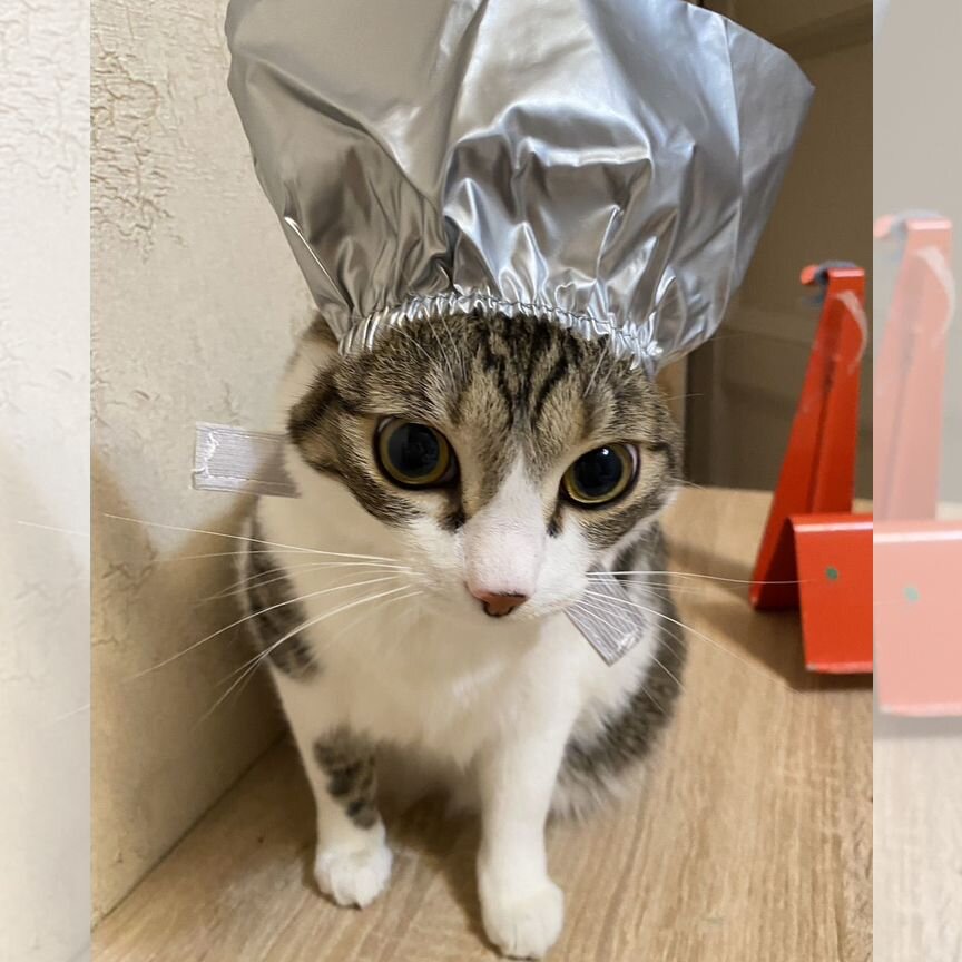 Жирный Бука кот Смешной в добрые руки