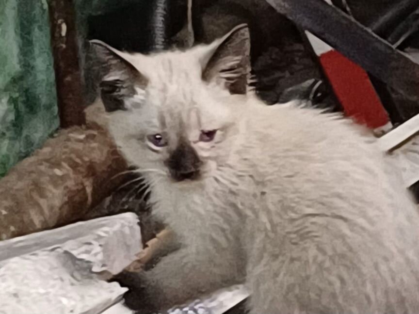 Погибают ласковые котятки