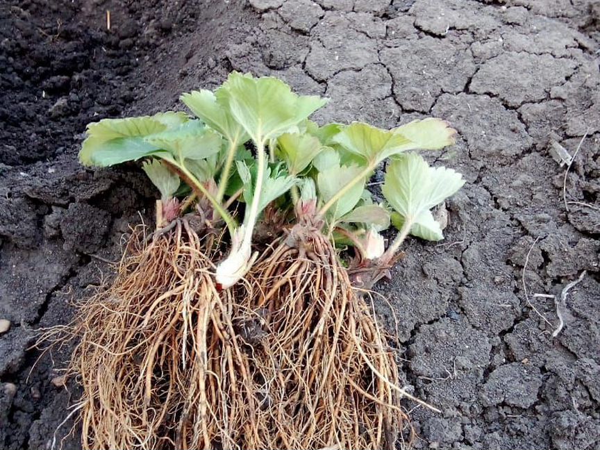 Саженцы клубники фестивальная медовая купчиха