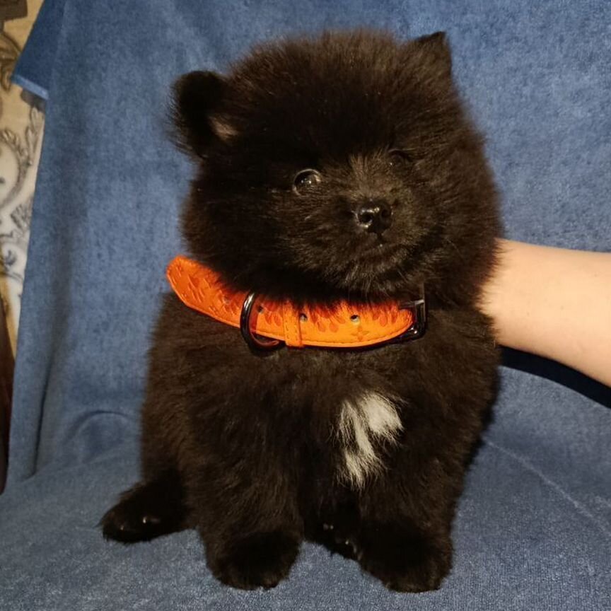 Померанский шпиц, щенок