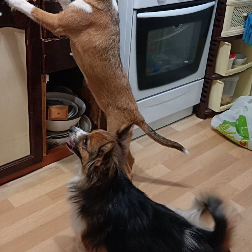 Матильда в поисках дома