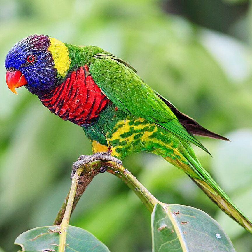 Попугай лорикет