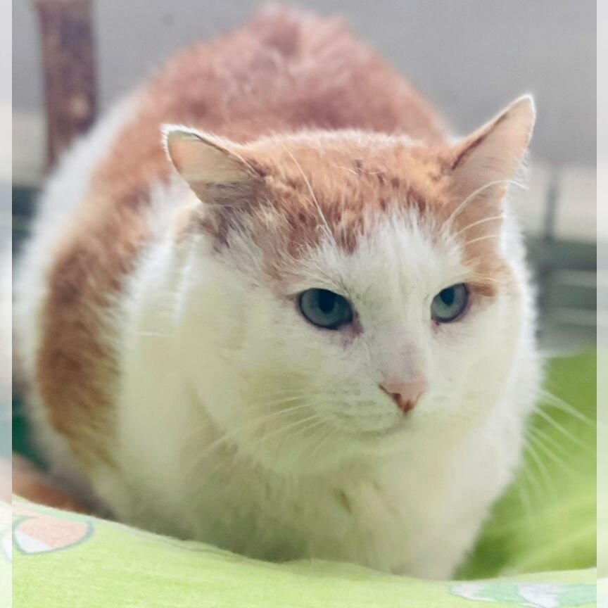 Взрослый кот в добрые руки