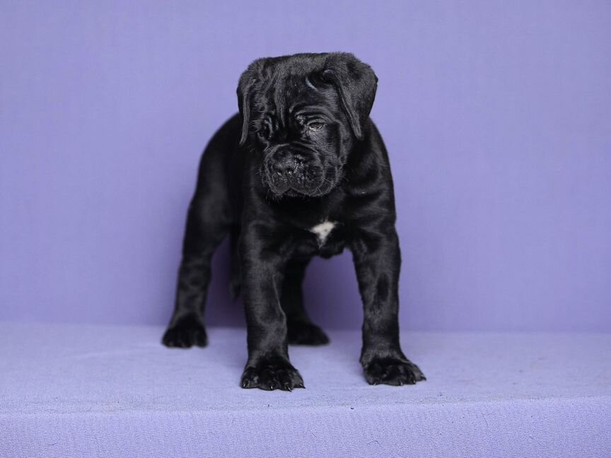 Кане Корсо черный принц