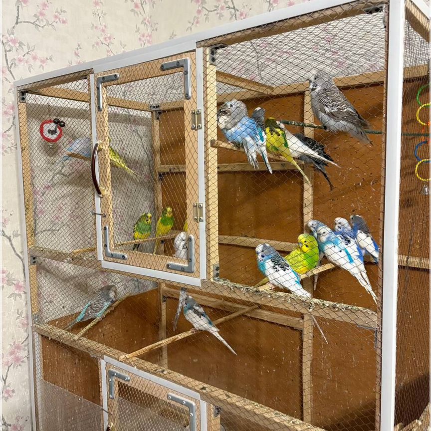 Волнистый попугай