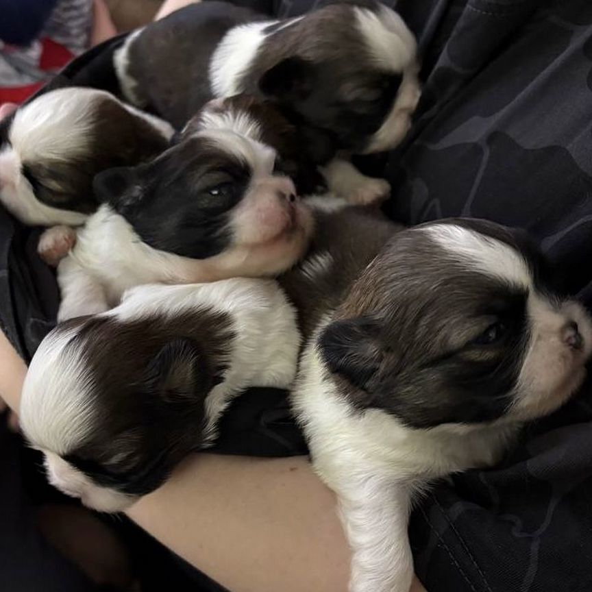 Ши-тцу, щенок