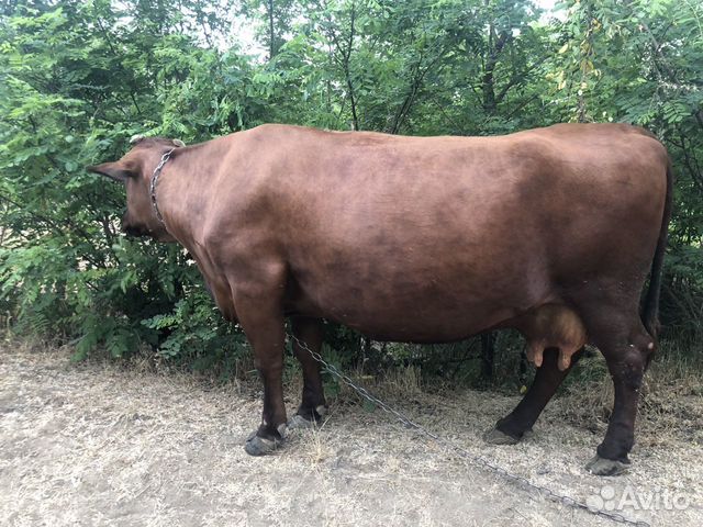 Корова и телка