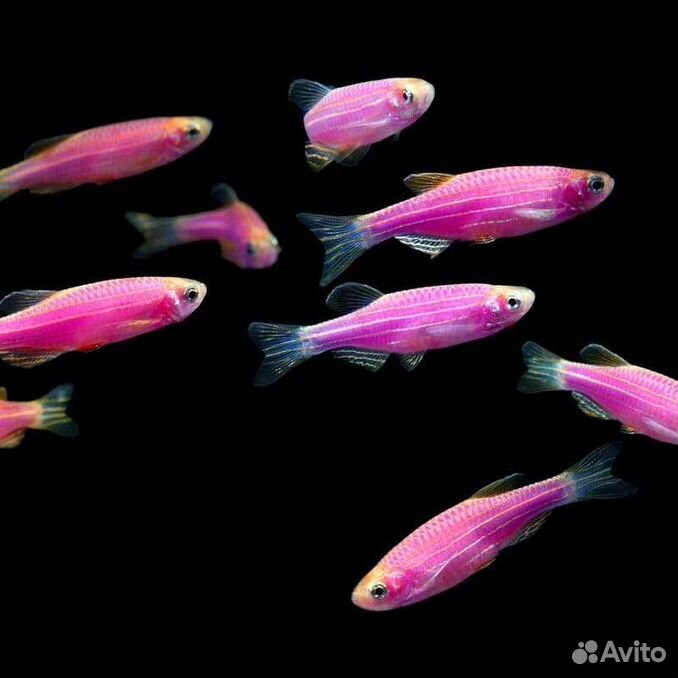 Данио Рерио Вишневый модифицированный (арт. 2022)