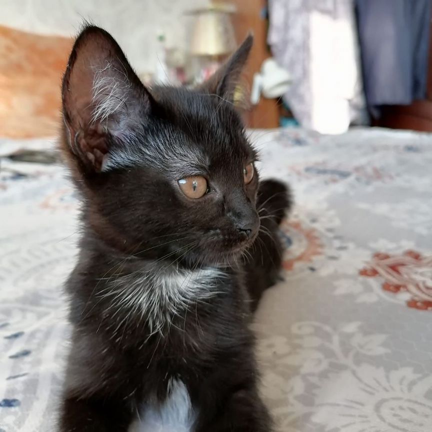 Котенка в добрые руки даром девочка