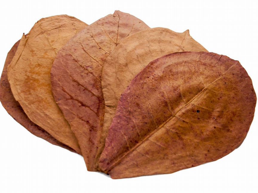 Листья индискго мендля для аквариму для рыбок