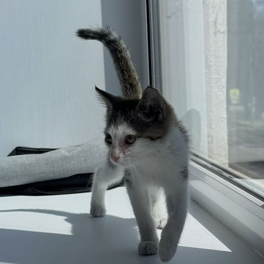 Котёнок в добрые руки