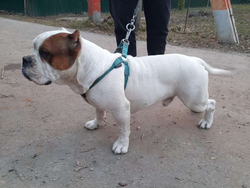 Американский булли