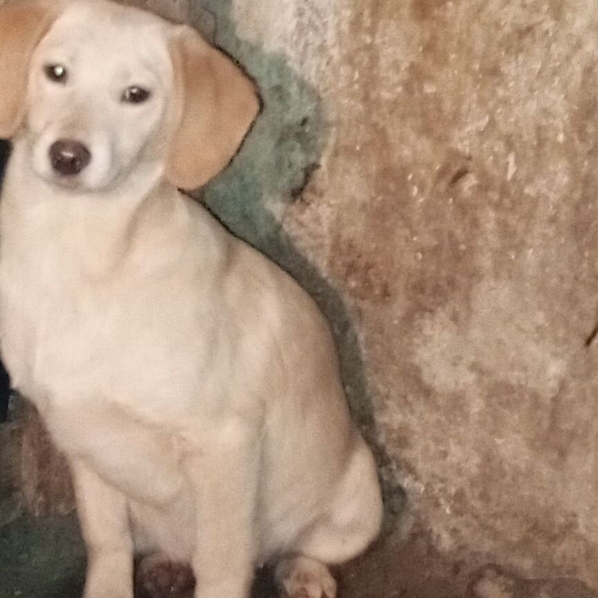 Отдам в добрые руки щенка светло рыжего цвета