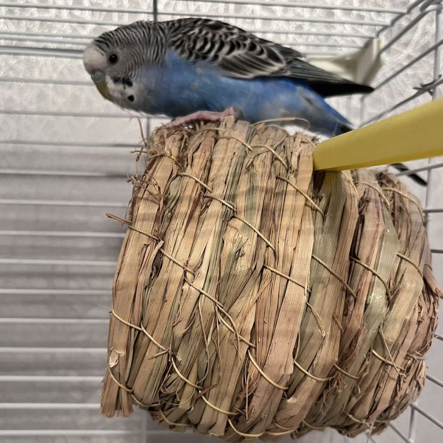 Волнистый попугай