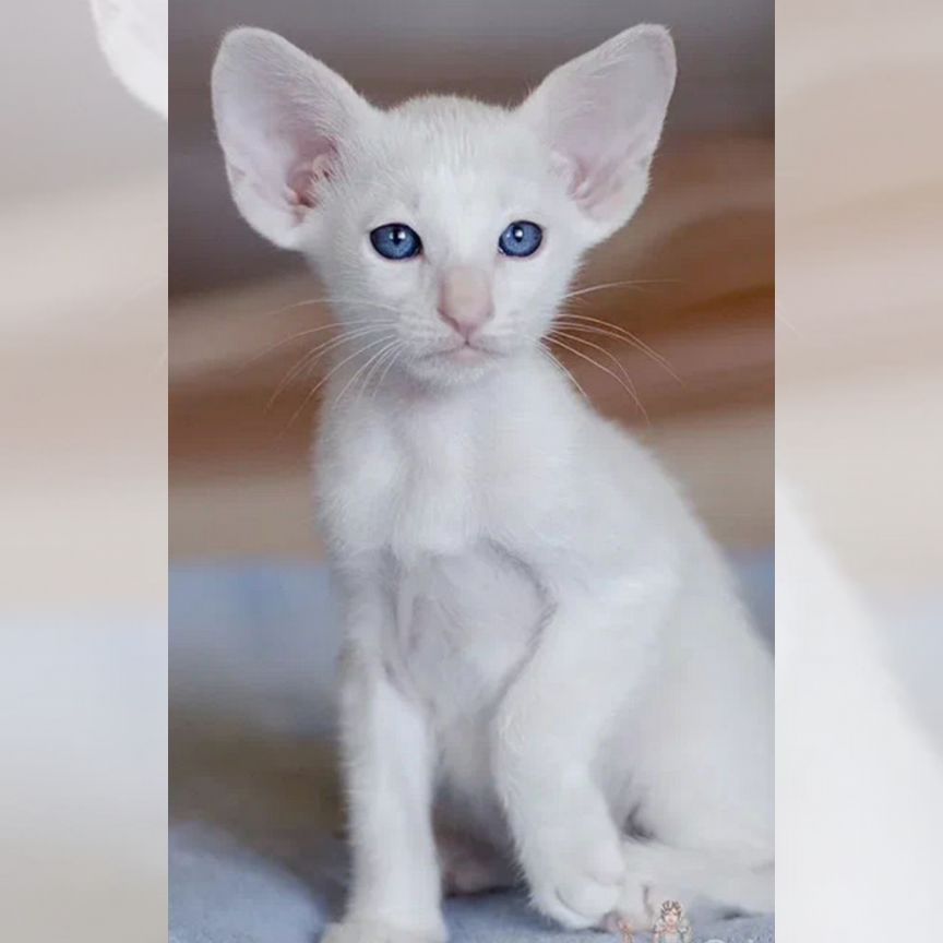 Ориентальные котята