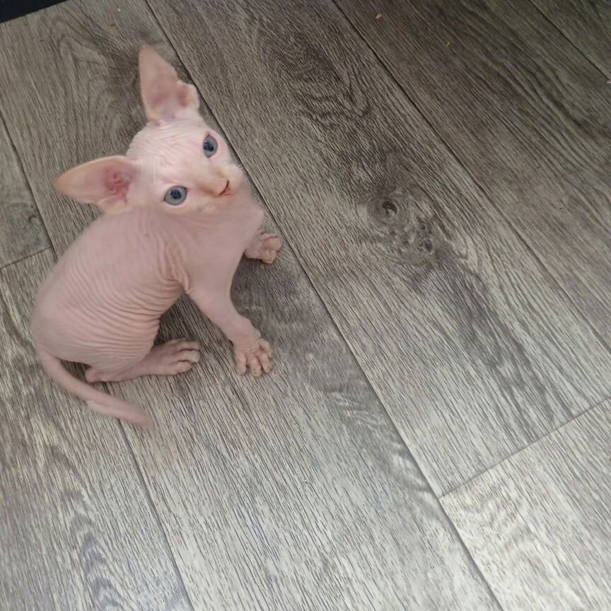 Канадский сфинкс котёнок