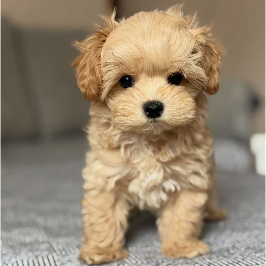 Мальтипу, щенок